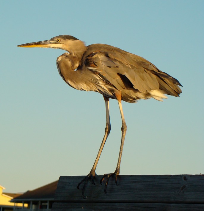 Great Blue Heron, Gulf Shores, AL | Brad Glorioso’s Personal Website ...