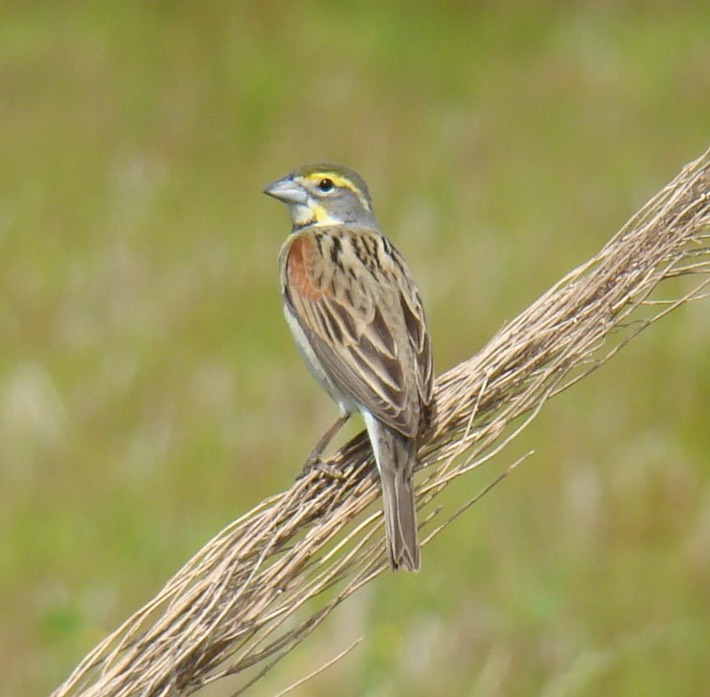 Dickcissel, Morgan Brake NWR, MS | Brad Glorioso’s Personal Website ...