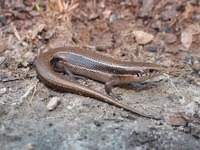 Coal Skink - Plestiodon anthracinus | Brad Glorioso’s Personal Website ...