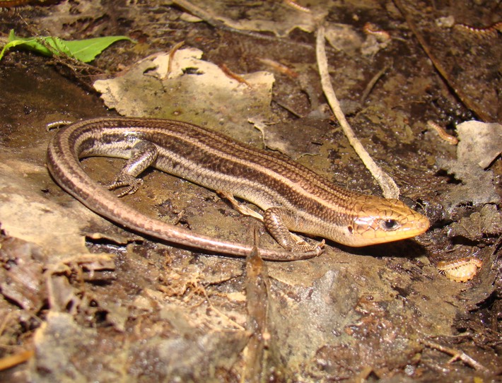 Common Five-lined Skink | Brad Glorioso’s Personal Website Amphibians ...