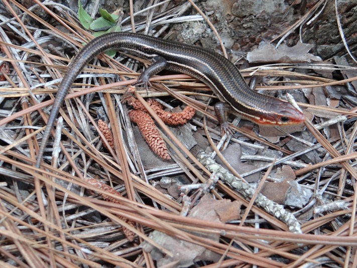 Southeastern Five-lined Skink, St. Tammany Parish | Amphibians and ...