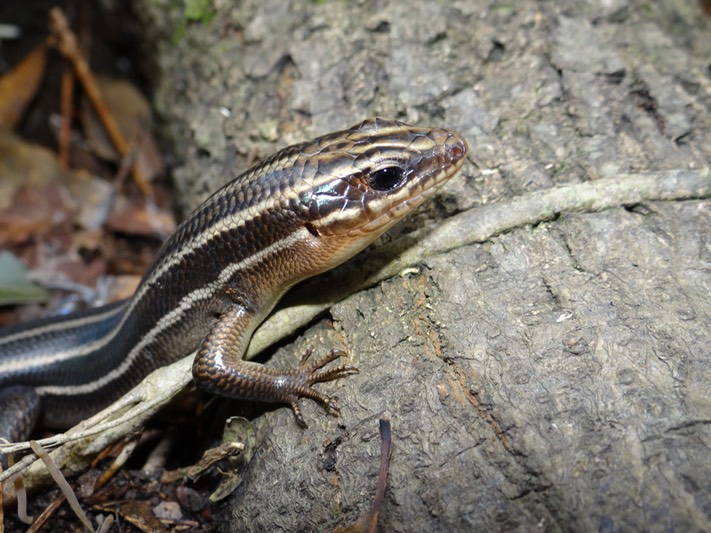 Broad-headed Skink, Bayou Teche NWR, St. Mary, LA | Brad Glorioso’s ...