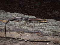 Broad-headed Skink - Plestiodon laticeps | Brad Glorioso’s Personal ...