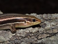 Broad-headed Skink - Plestiodon laticeps | Brad Glorioso’s Personal ...