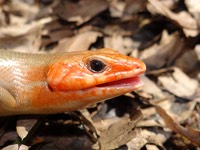 Broad-headed Skink - Plestiodon laticeps | Brad Glorioso’s Personal ...