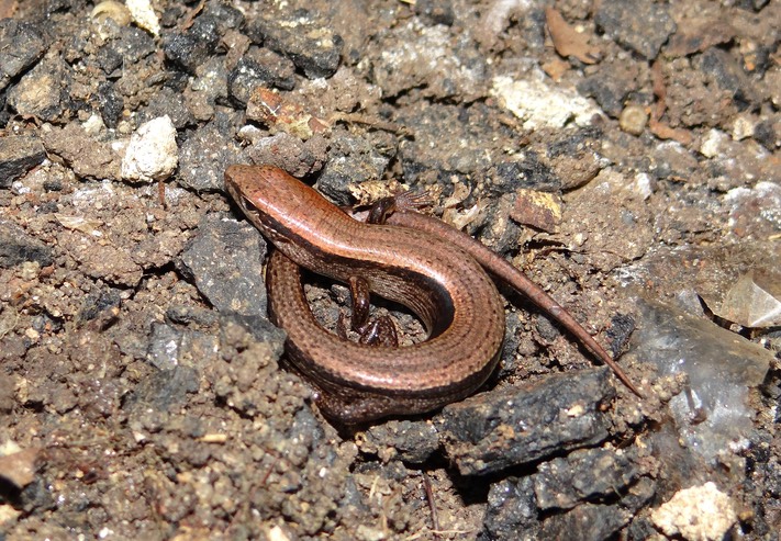 Little Brown Skink | Brad Glorioso’s Personal Website Amphibians and ...