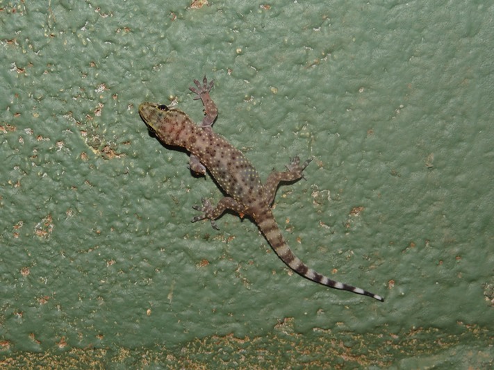 Mediterranean Gecko | Brad Glorioso’s Personal Website Amphibians and ...