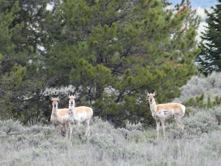 Pronghorn, Yellowstone National Park, WY | Brad Glorioso’s Personal ...