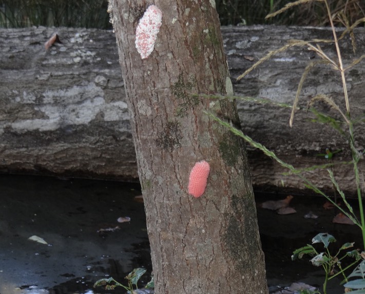 Invasive Apple Snail Eggs, Northlake Nature Center, LA | Brad Glorioso ...