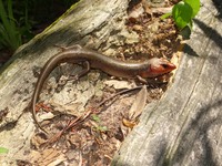 Broad-headed Skink - Plestiodon laticeps | Brad Glorioso’s Personal ...