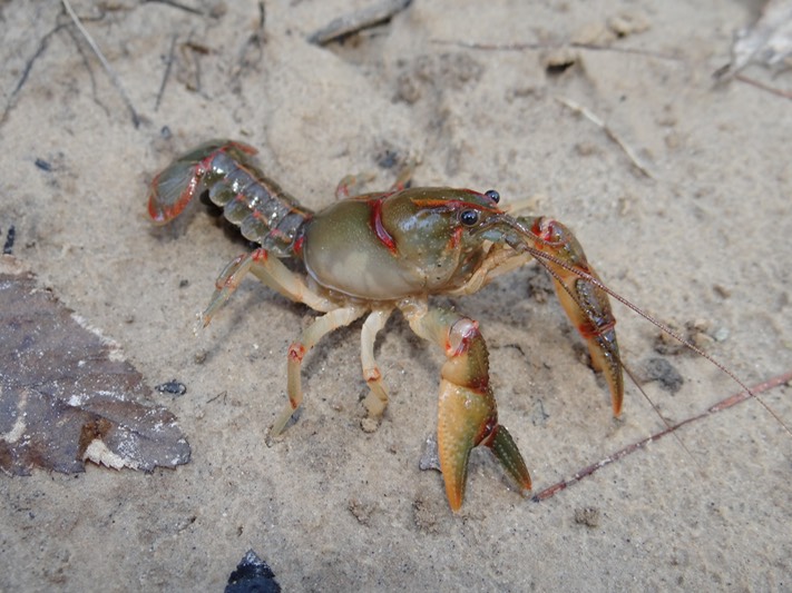 Painted Devil Crawfish, LA | Brad Glorioso’s Personal Website ...