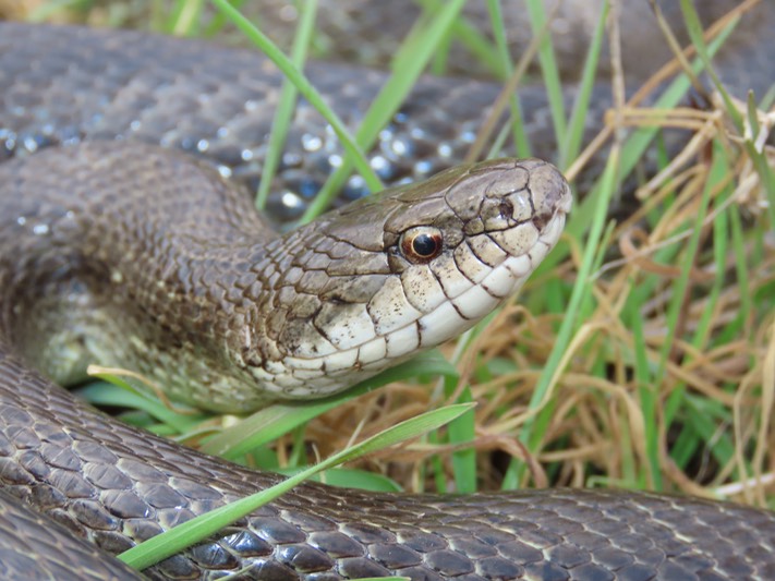 Prairie Kingsnake, Caddo Parish | Brad Glorioso’s Personal Website ...