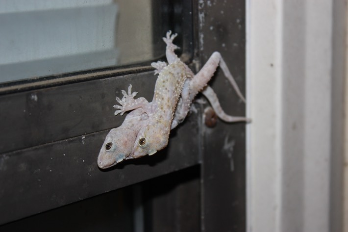 Mediterranean Gecko | Brad Glorioso’s Personal Website Amphibians and ...