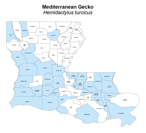 Mediterranean Gecko - Hemidactylus turcicus | Amphibians and Reptiles ...