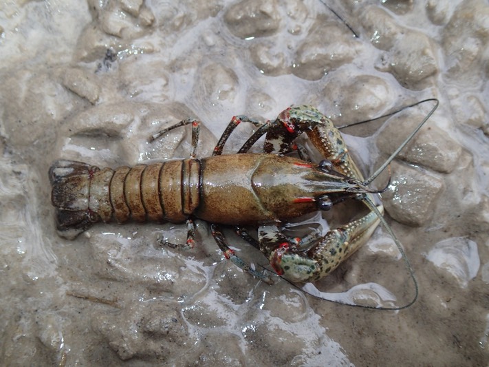 Kisatchie Painted Crawfish, Natchitoches Parish, LA | Brad Glorioso’s ...