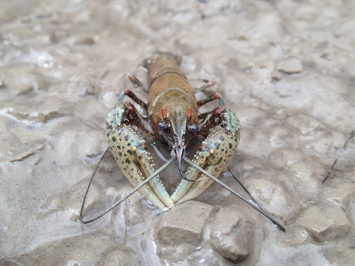 Kisatchie Painted Crawfish, Natchitoches Parish, LA | Brad Glorioso’s ...