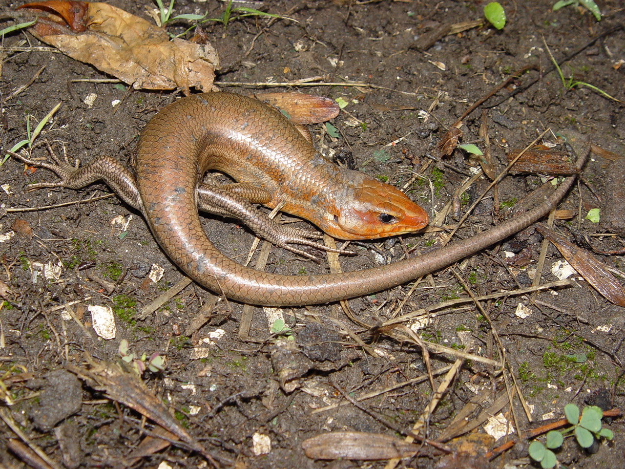 Broad-headed Skink - Plestiodon laticeps | Amphibians and Reptiles of ...