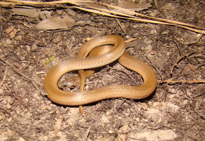 Rough Earthsnake - Haldea striatula | Amphibians and Reptiles of Louisiana