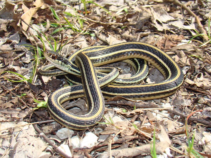 Western Ribbonsnake | Brad Glorioso’s Personal Website Amphibians and ...